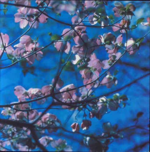 The Downer Trio Blackbird UK vinyl LP album (LP record) (837026)